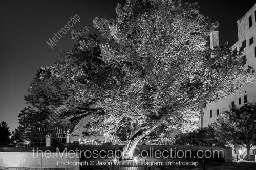 The Survivor Tree at the Oklahoma CIty Memorial black and white Photography