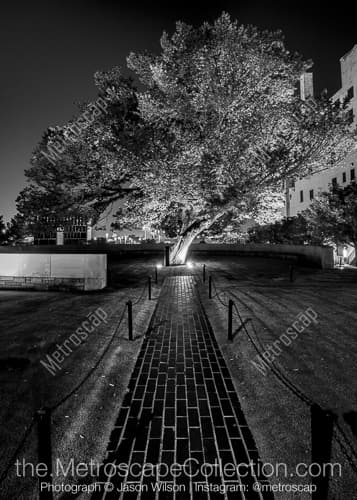 The Survivor Tree at the Oklahoma CIty Memorial black and white Photography