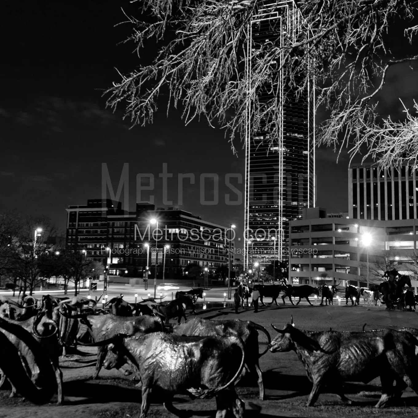 Bronze Cattle Drive Black and White
