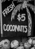 Key West Photography Black and White: Fresh Coconuts